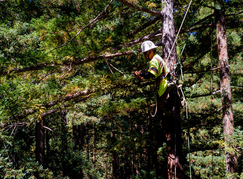 In The Clear — IBEW 1245 tree trimmers work to reduce the risk of wildfires