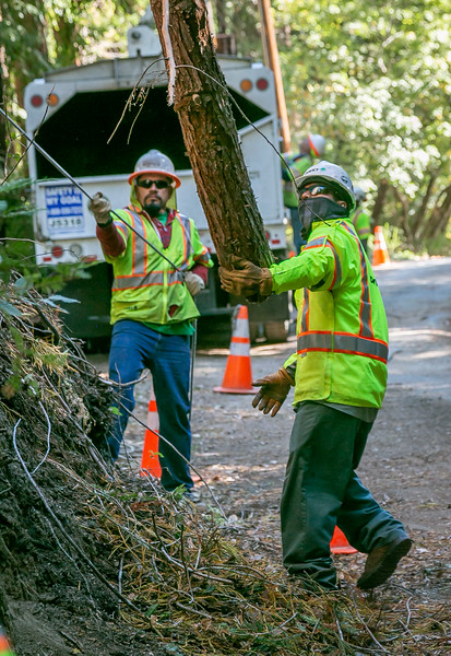 In The Clear — IBEW 1245 tree trimmers work to reduce the risk of wildfires