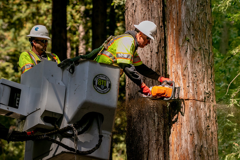 In The Clear — IBEW 1245 tree trimmers work to reduce the risk of wildfires
