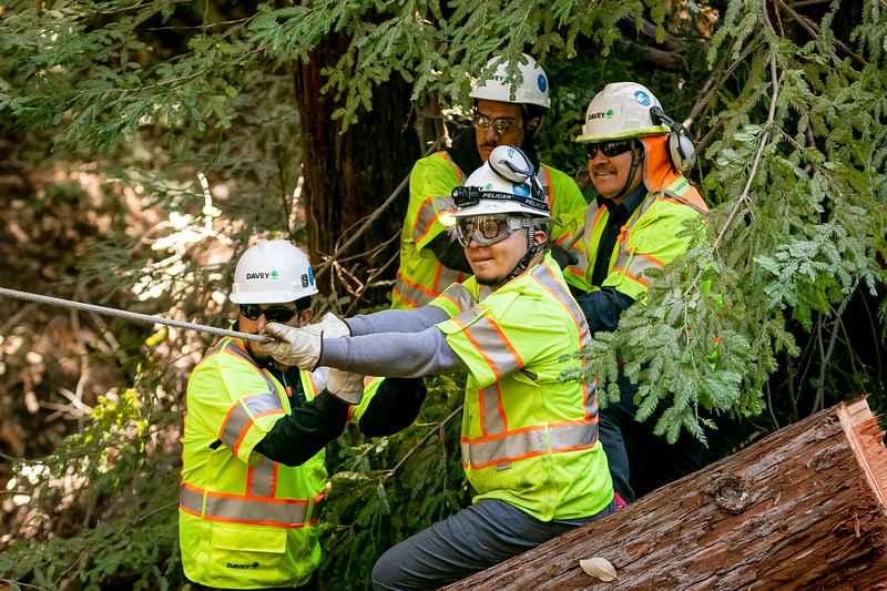 In The Clear — IBEW 1245 tree trimmers work to reduce the risk of wildfires