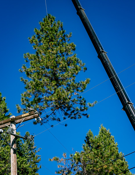 In The Clear — IBEW 1245 tree trimmers work to reduce the risk of wildfires