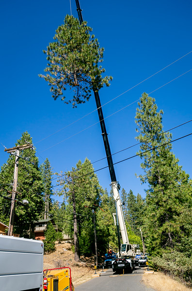 In The Clear — IBEW 1245 tree trimmers work to reduce the risk of wildfires