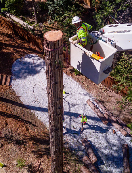 In The Clear — IBEW 1245 tree trimmers work to reduce the risk of wildfires