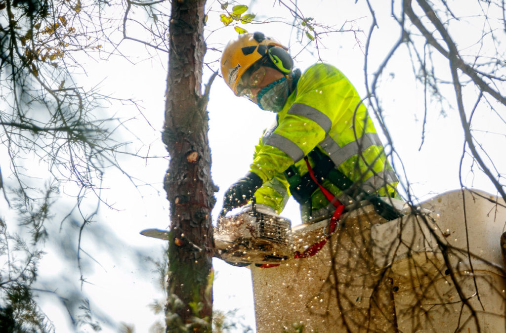 “Hazard Trees Everywhere” — IBEW 1245 line clearance tree crew at work ...