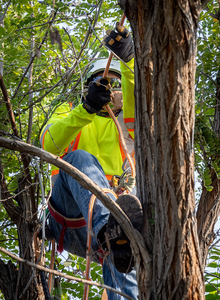 “Moving Up and Forward” — Spotlight on IBEW 1245 Line Clearance Tree ...
