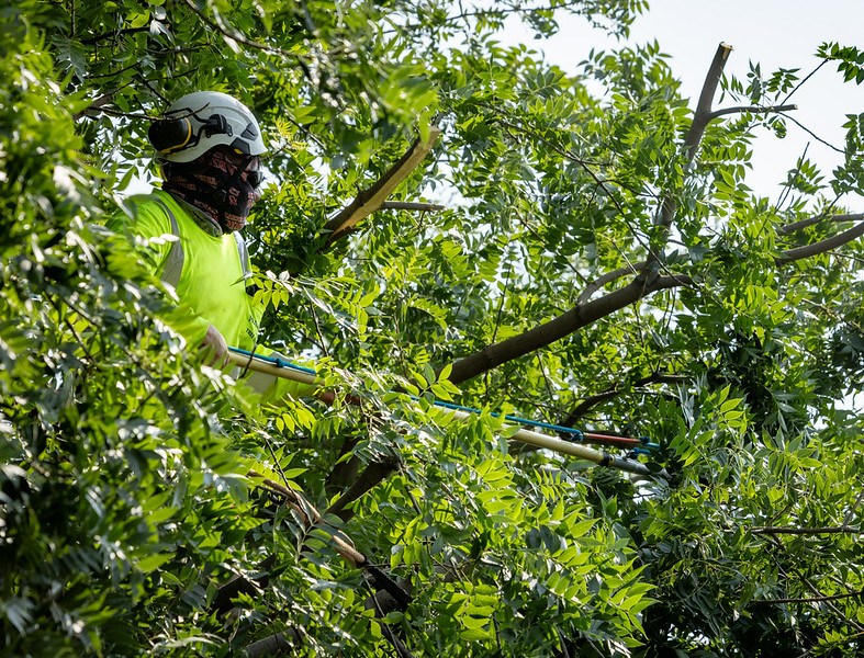 “Moving Up and Forward” — Spotlight on IBEW 1245 Line Clearance Tree ...