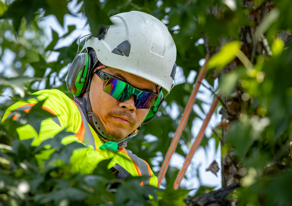 “Moving Up and Forward” — Spotlight on IBEW 1245 Line Clearance Tree ...