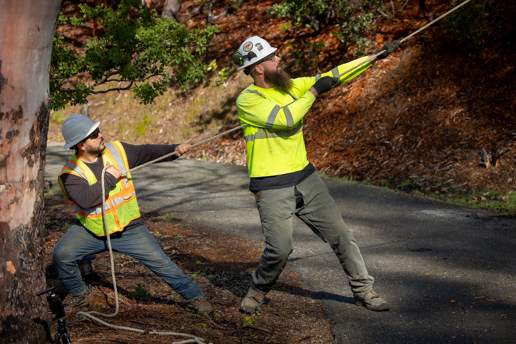 Working Up The Hill — IBEW 1245 Line Clearance Tree Trimmers top trees ...