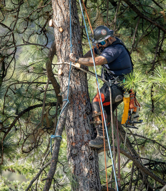Working Up The Hill — IBEW 1245 Line Clearance Tree Trimmers top trees ...