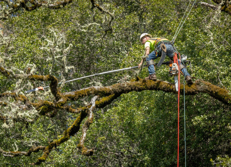 Working Up The Hill — IBEW 1245 Line Clearance Tree Trimmers top trees ...