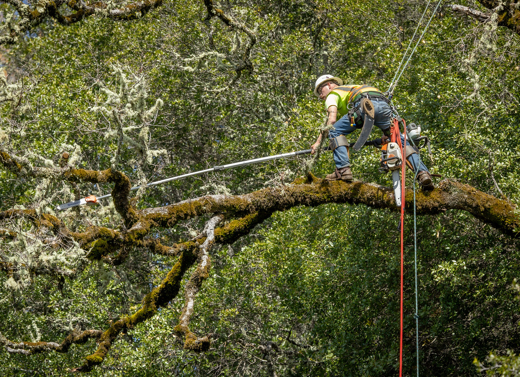 Working Up The Hill — IBEW 1245 Line Clearance Tree Trimmers top trees ...