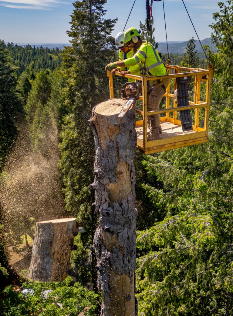Local 1245 Line Clearance Tree Trimmers Protect One Another and Community