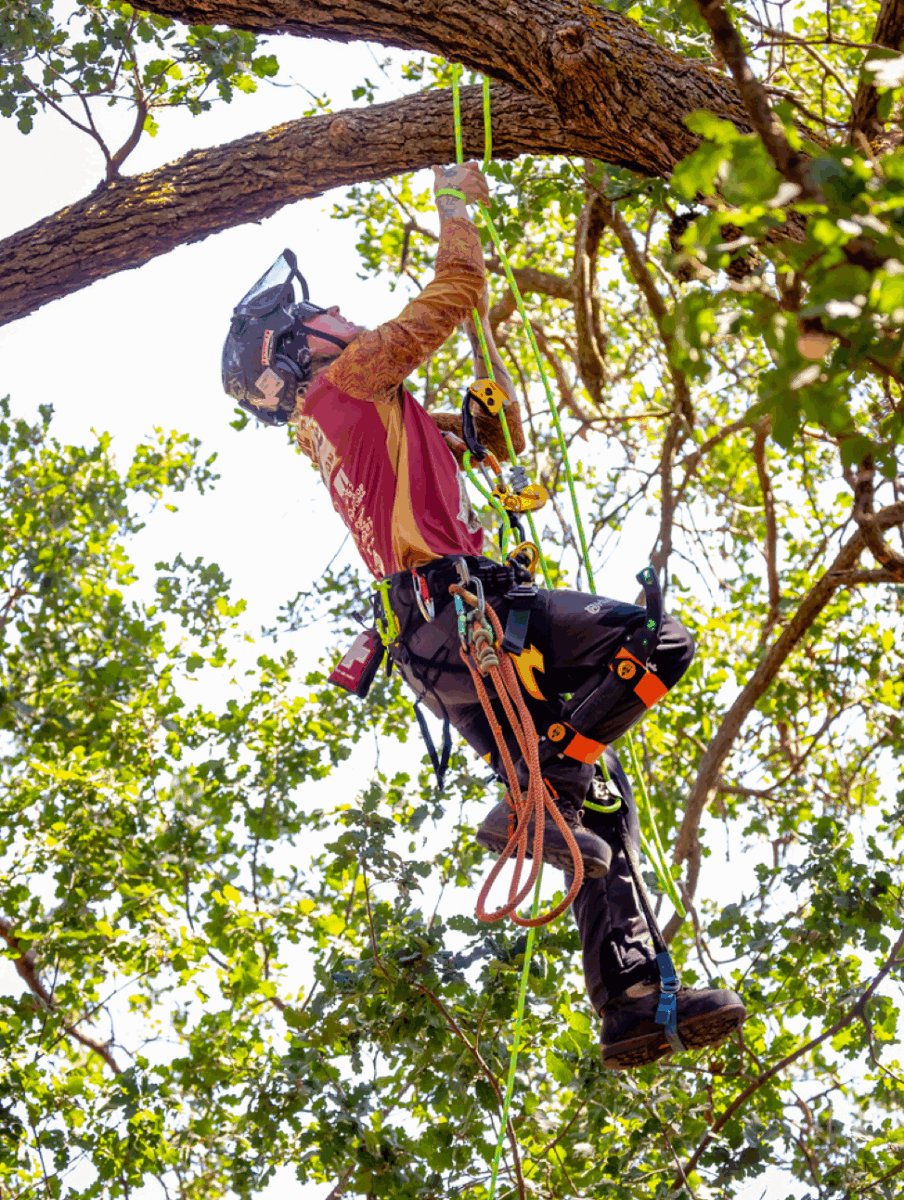 Line Clearance Tree Trimmers (LCTT) Showcase Their Craft & Skills